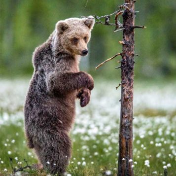 Image ALT Text 👉 Examples, Accessibility Best Practices